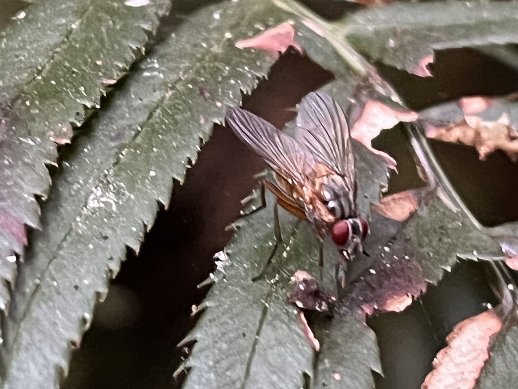 Common House Fly from Prairie Creek Redwoods State Park, Hoopa, CA, US ...