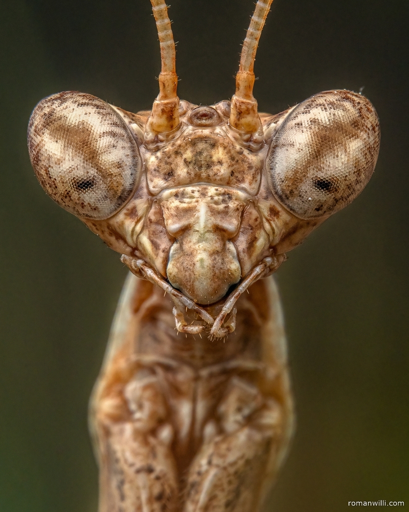 Grey Mantis from Mlini on August 30, 2022 at 08:53 AM by Roman Willi ...