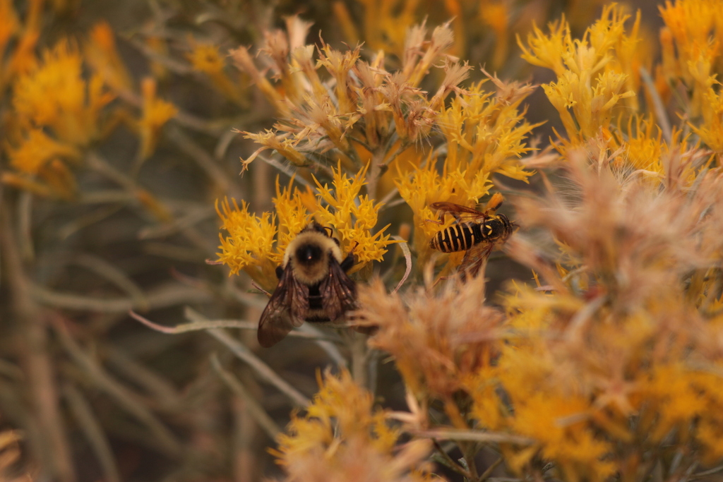 Winged and Once-winged Insects from Okanagan-Similkameen, BC, Canada on ...
