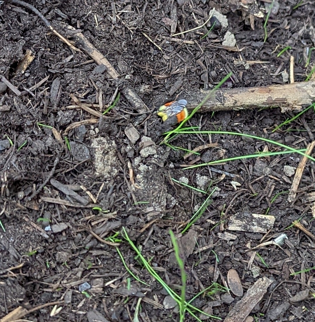 Hunt's Bumble Bee from Colton, WA 99113, USA on September 11, 2022 at ...