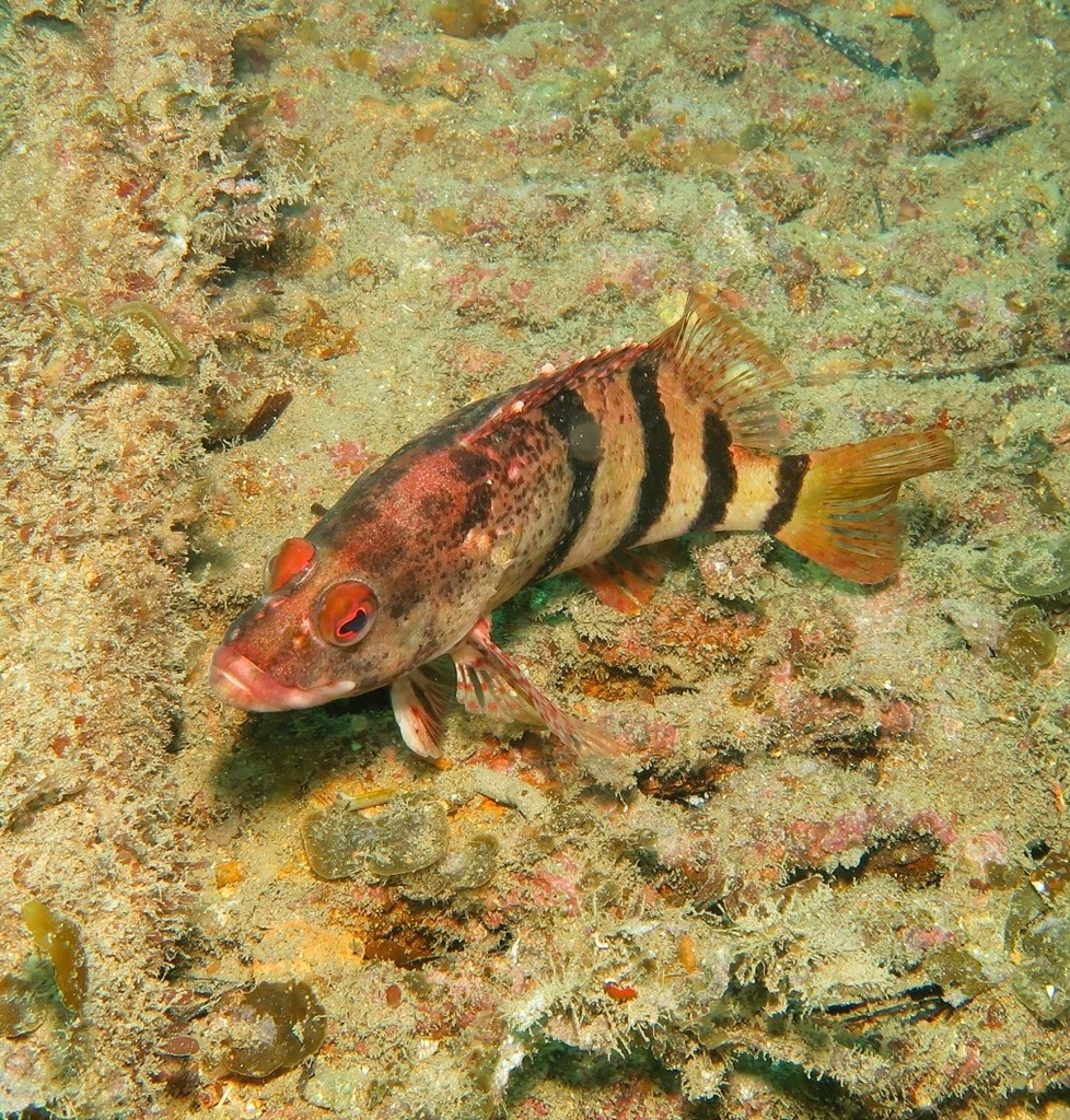 Banded Seaperch from Old Rapid Bay Jetty on September 04, 2022 at 03:45 ...