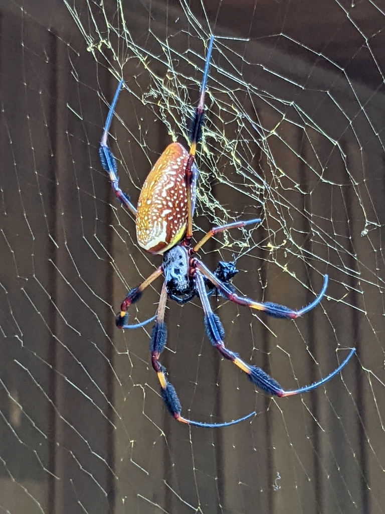 Golden Silk Spider from Congaree National Park on September 11, 2022 at ...