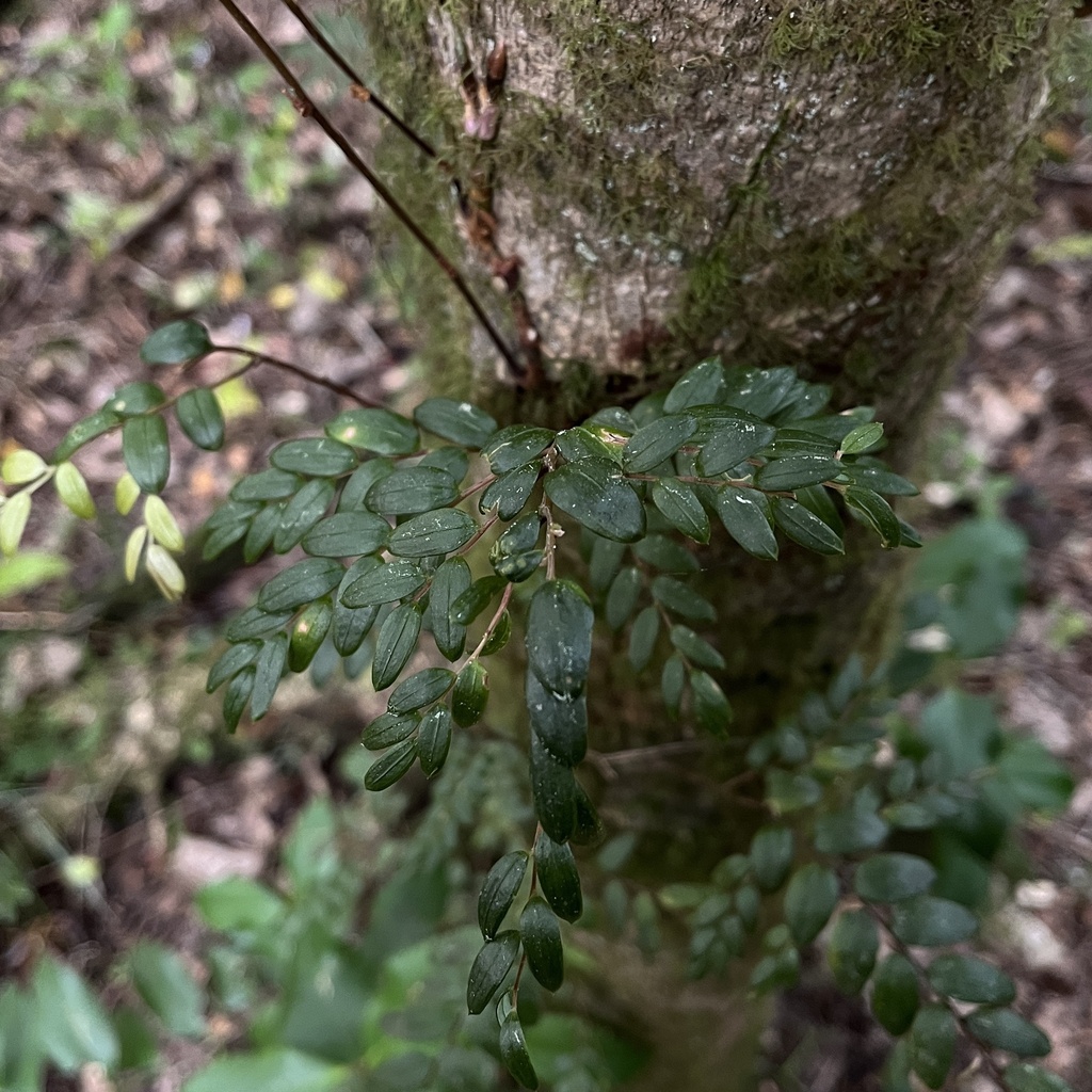 Luzuriaga polyphylla from Huellelhue, Valdivia, Los Ríos, CL on ...