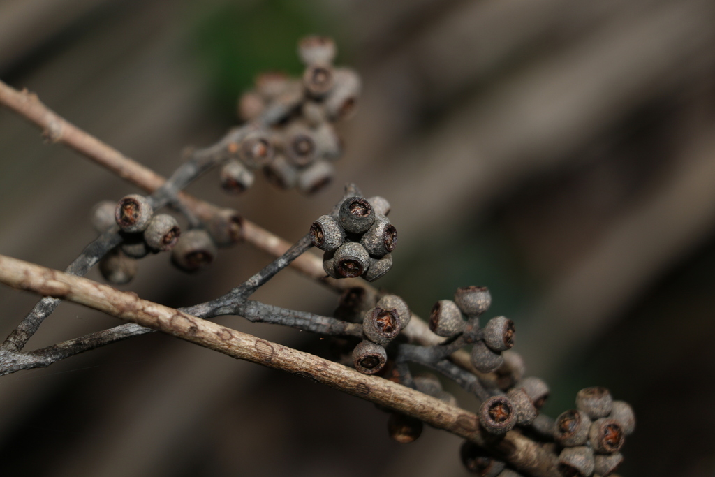thin-leaved stringybark from Natural Bridge QLD 4211, Australia on ...