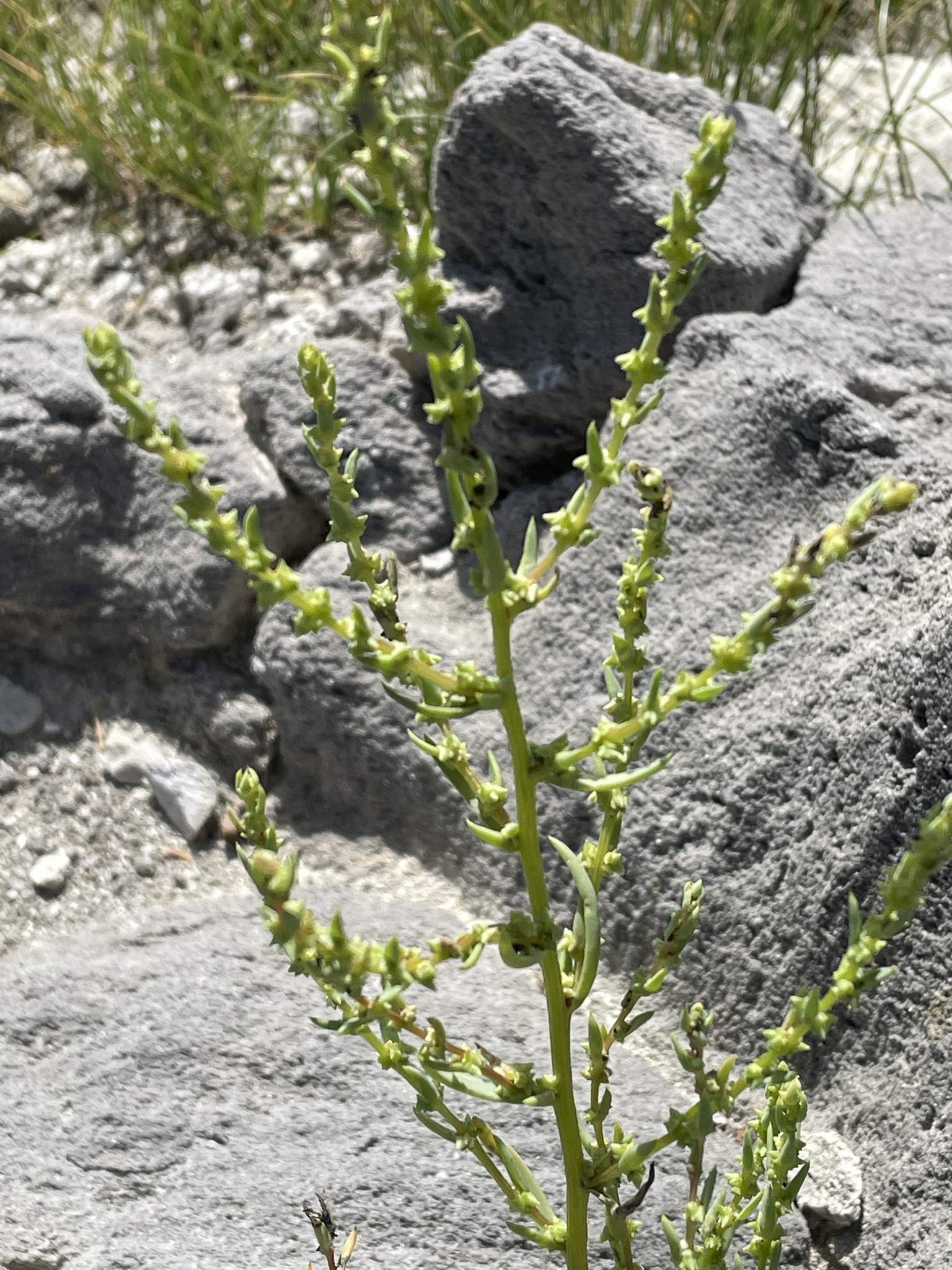 Suaeda calceoliformis (Hook.) Moq.