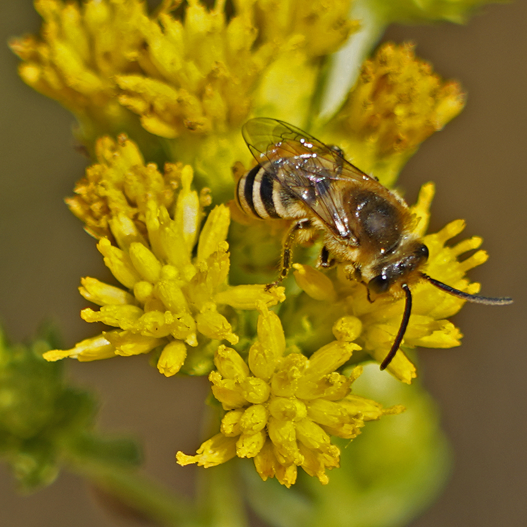 Cellophane Bees from W Ridge, Laguna Beach, CA 92651, USA on September ...