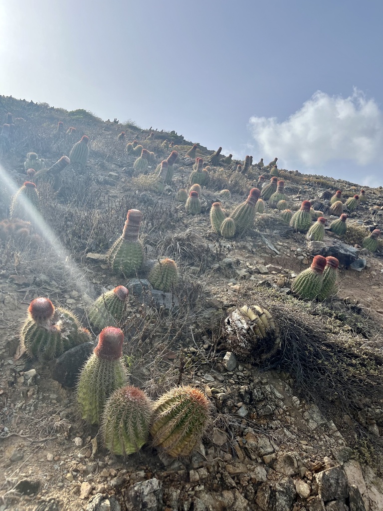 Turk's Cap Cactus from Virgin Islands National Park, St. John, United ...