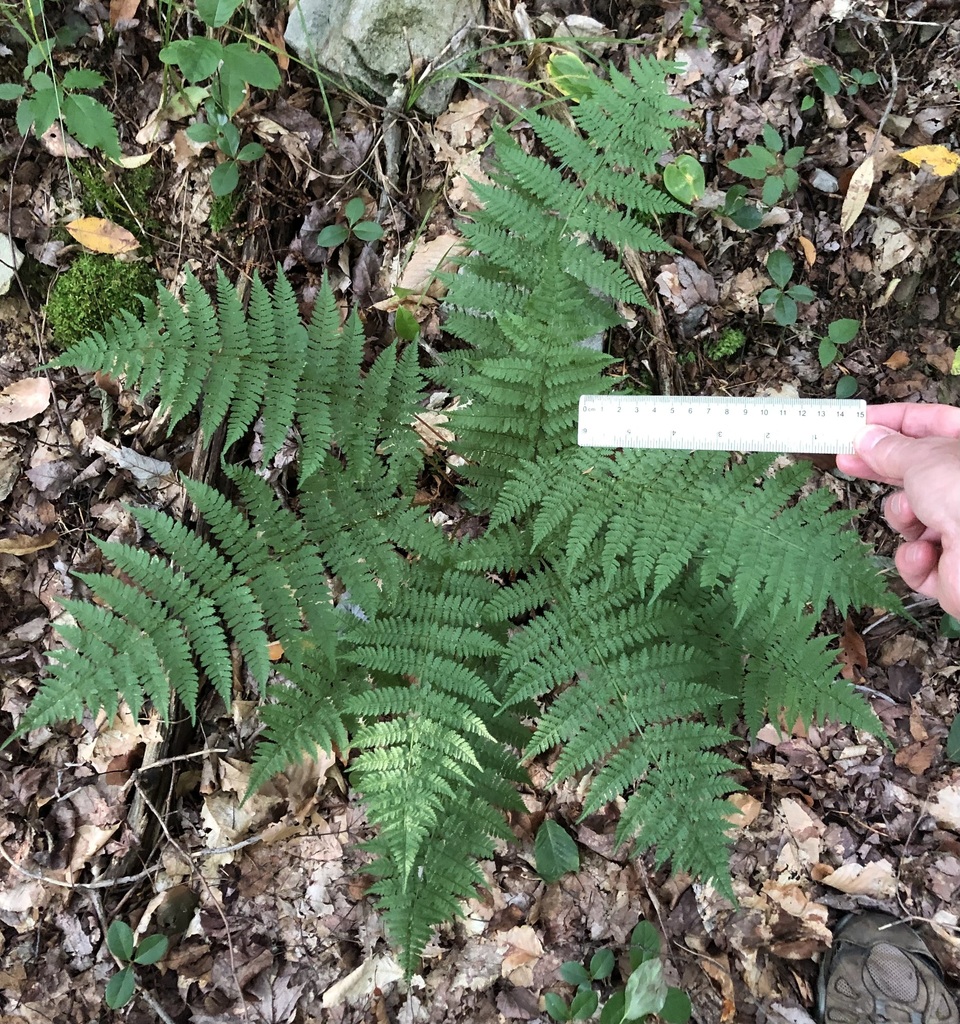 intermediate wood fern from Johnsonburg, PA 15845, USA on August 27 ...