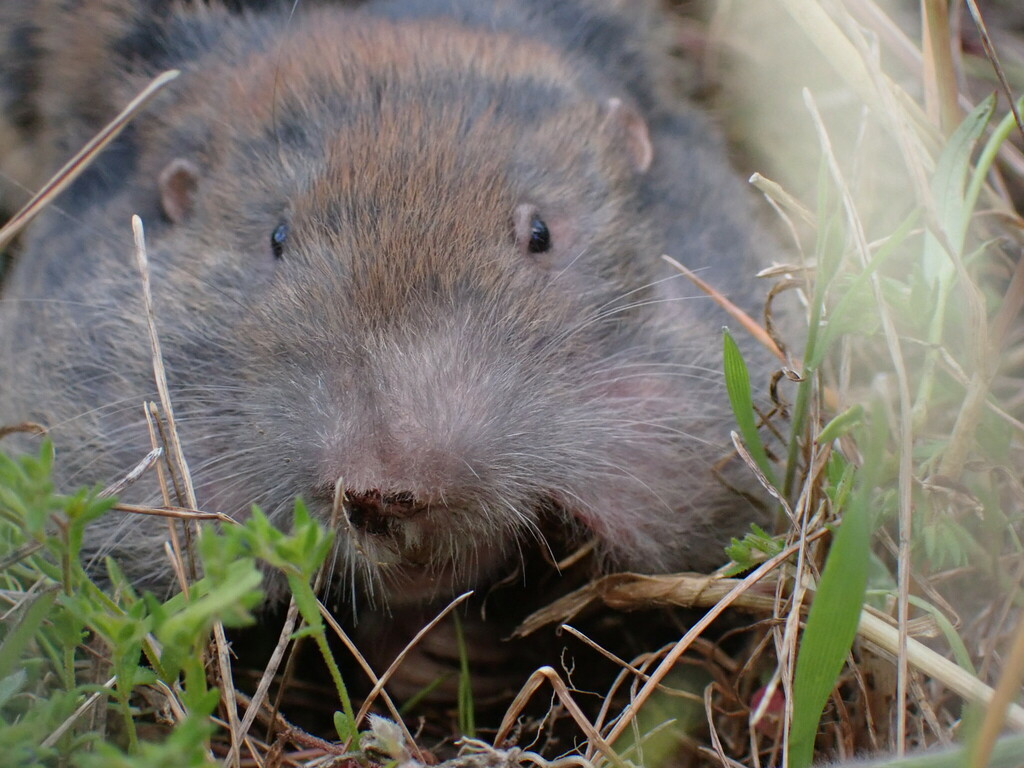 Northern Pocket Gopher (Thomomys talpoides) - Know Your Mammals