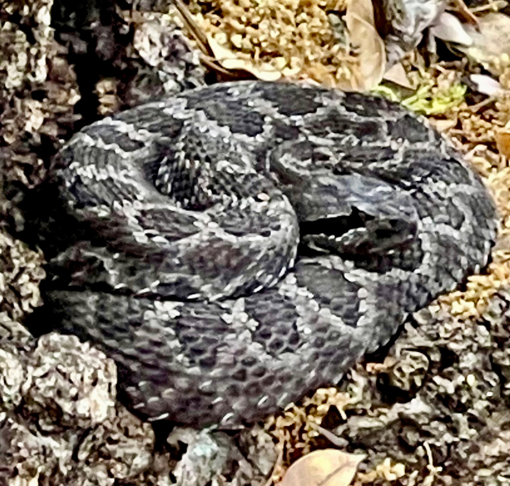 Southern Pacific Rattlesnake from Pine Cove on July 23, 2022 at 12:50 ...
