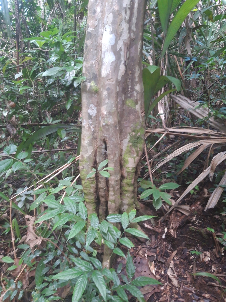 Terminalia oblonga from Chepigana, PA-DR, PA on September 09, 2022 at ...