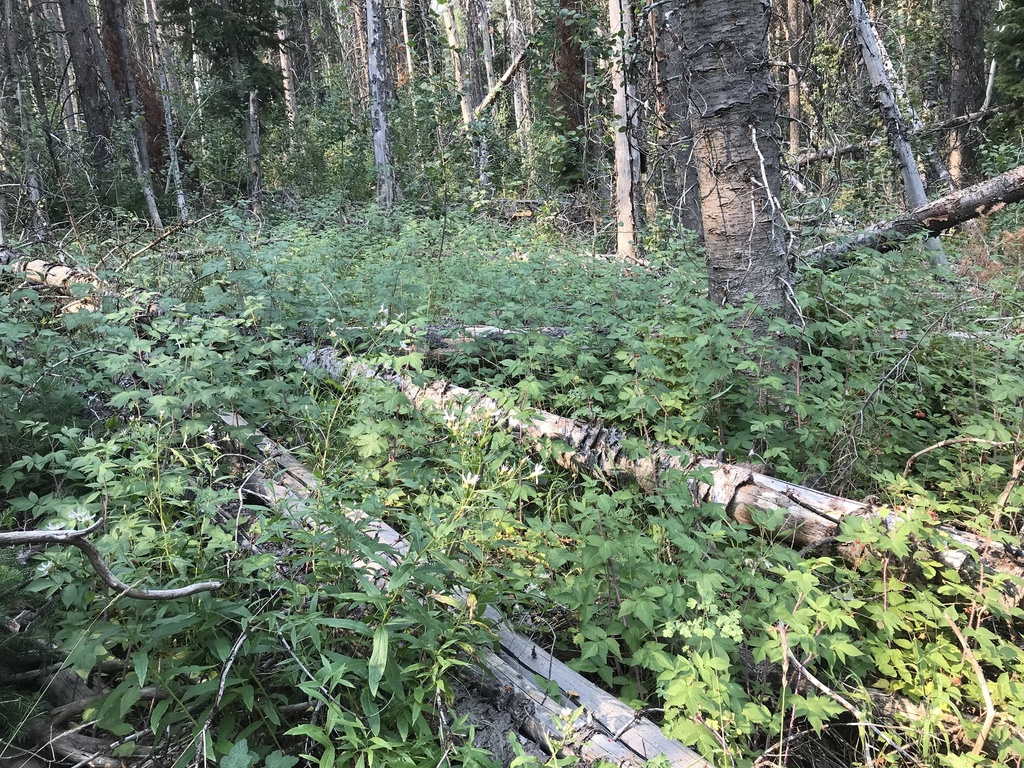 American red raspberry from Summit County, US-UT, US on August 11, 2018 ...