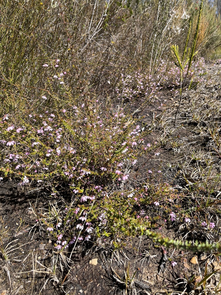 Bauera from Brisbane Water National Park, Patonga, NSW, AU on September ...
