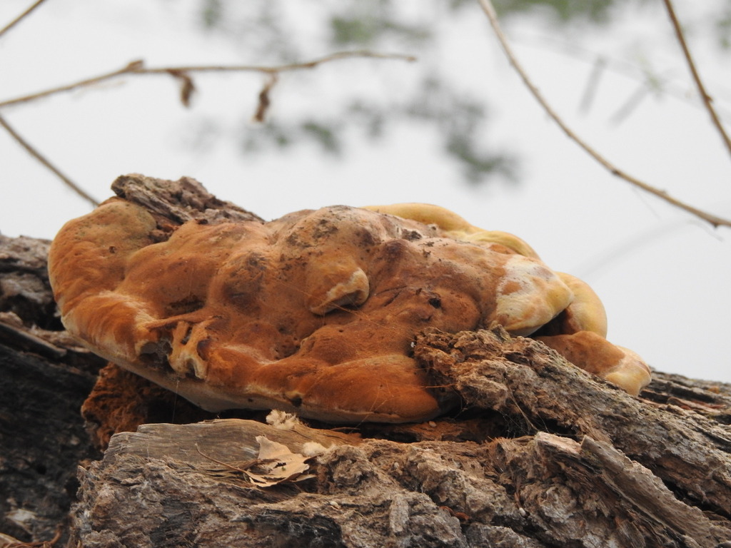 Mustard Yellow Polypore from Butte County, CA, USA on September 10 ...