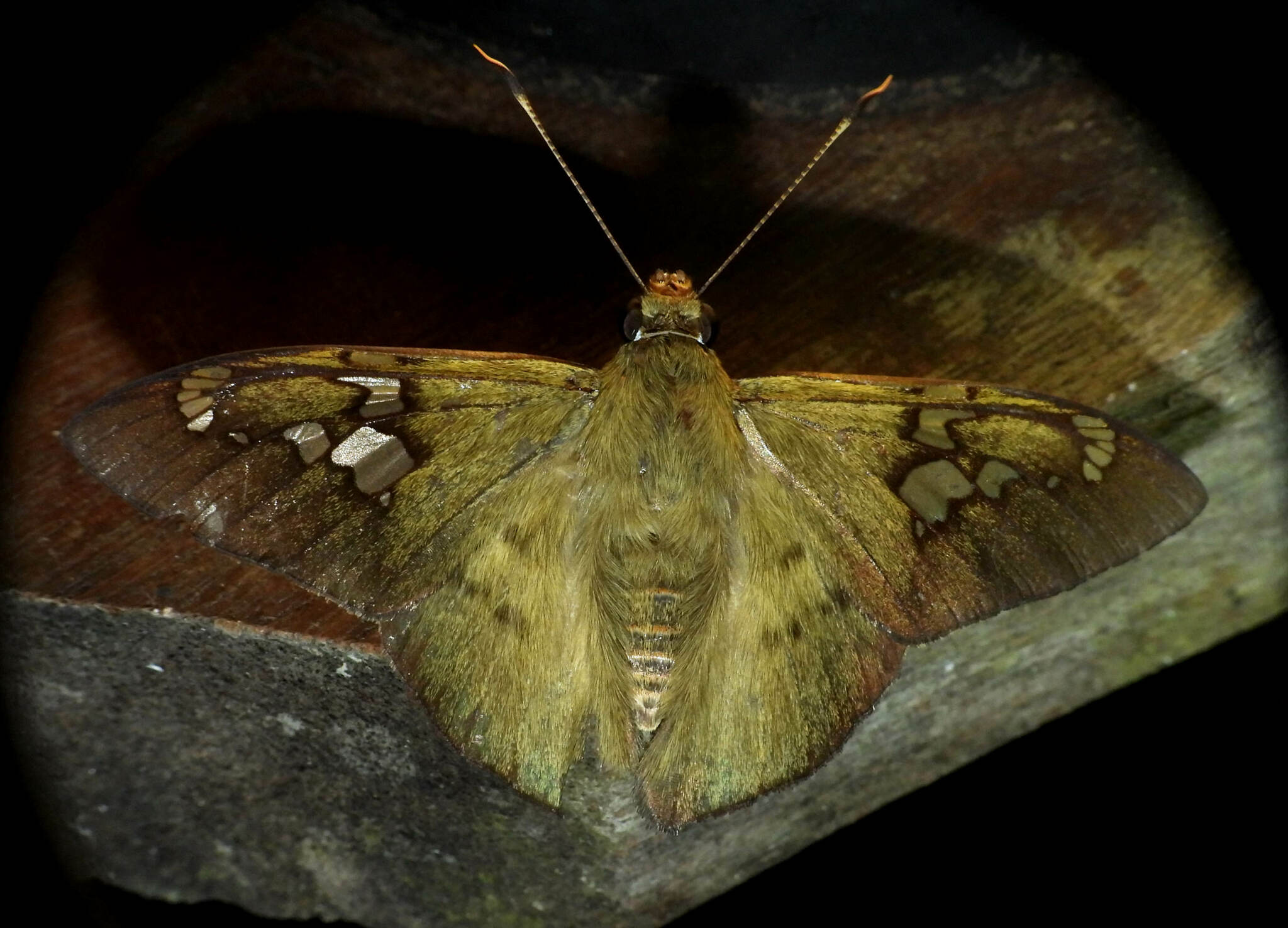 Nascus solon (Plötz, 1882)