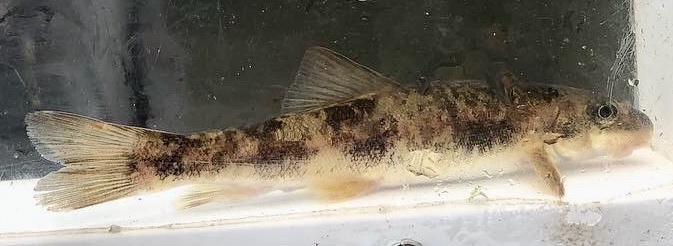 Longnose Sucker from Stevens Branch, Barre, VT, US on September 11 ...