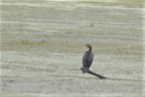 Double-crested Cormorant from 8601 Lindbergh Blvd., Philadelphia, PA ...
