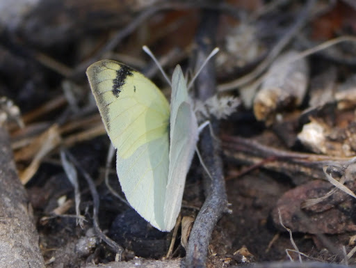 Teracolus subfasciatus Swainson, 1833