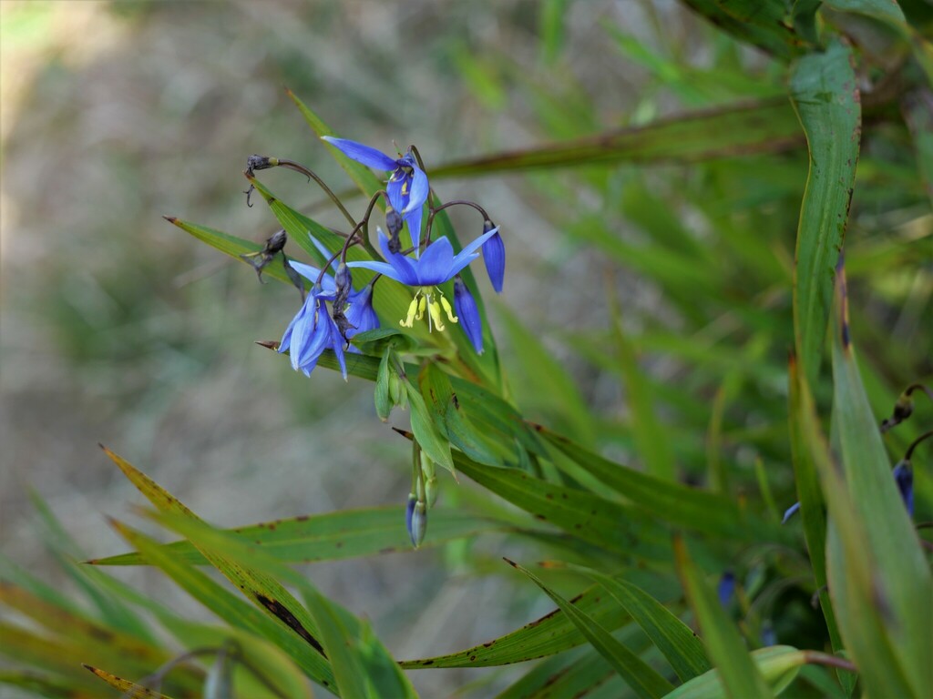 nodding blue lily from Bowral - Mittagong NSW, Australia on September 1 ...
