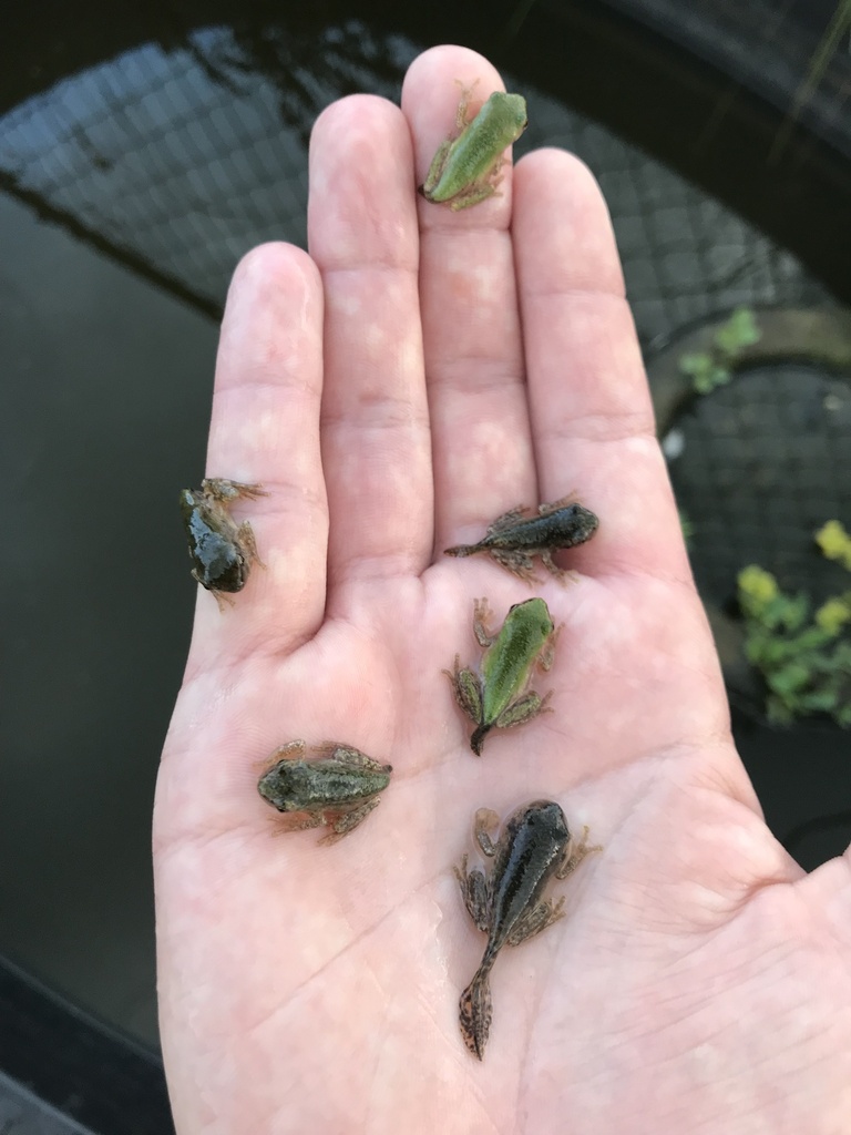 Gray Treefrog from Division Rd, Douro-Dummer, ON, CA on July 27, 2022 ...