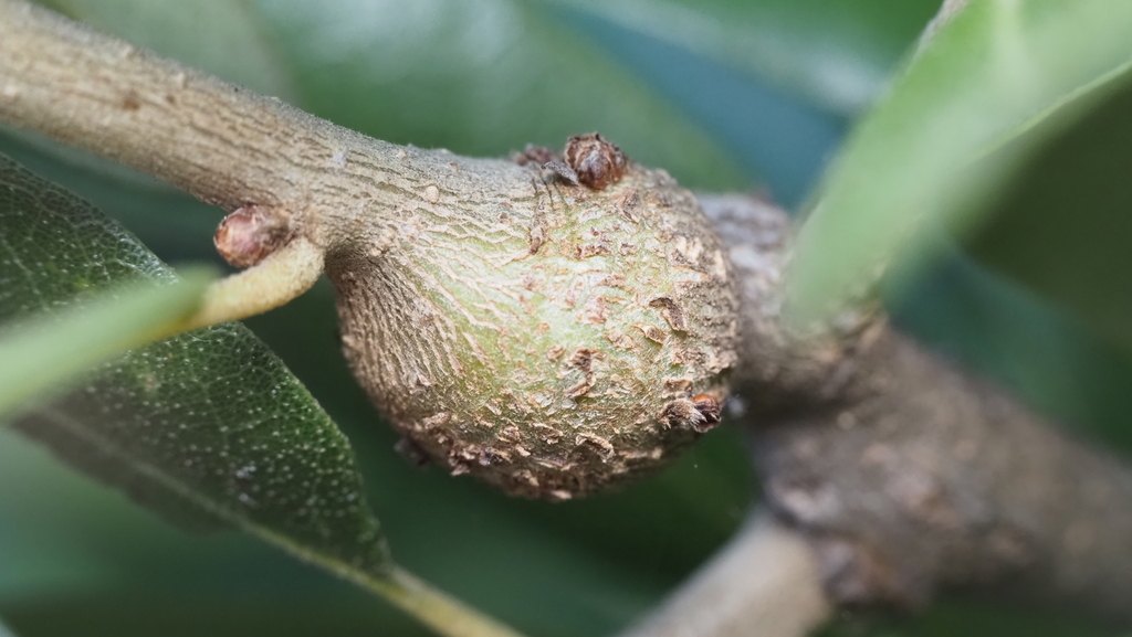 Southern Live Oak Stem Gall Wasp from Rosewood, Austin, TX 78702, USA ...