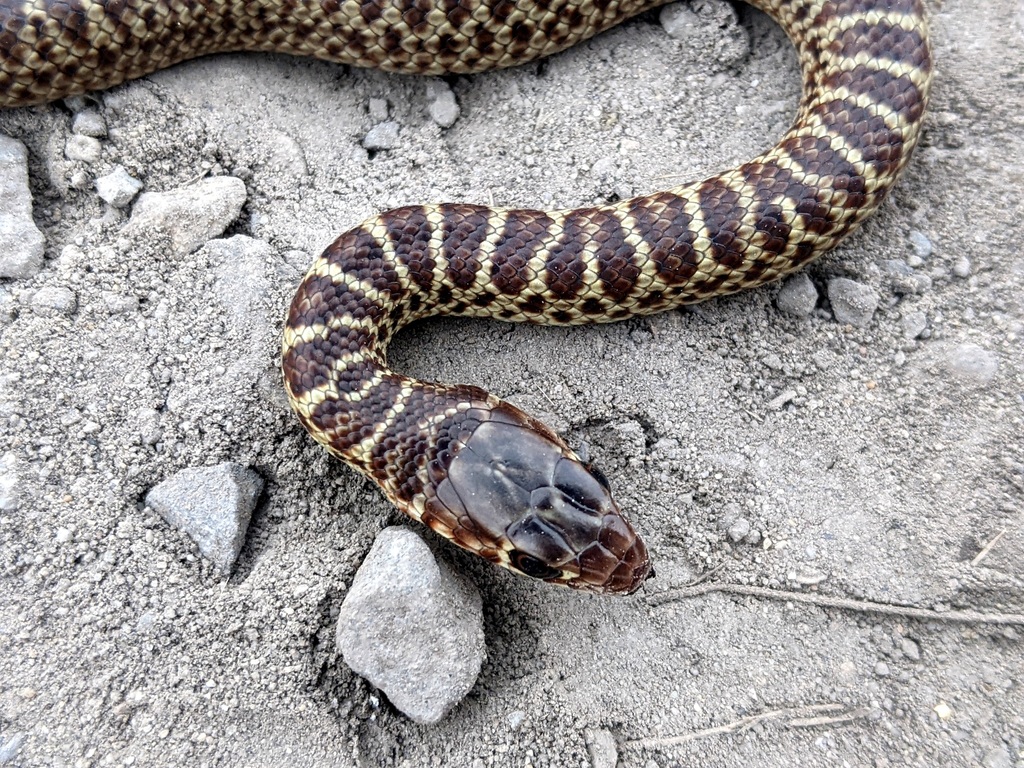 Western Yellow-bellied Racer from Marin County, CA, USA on September 11 ...