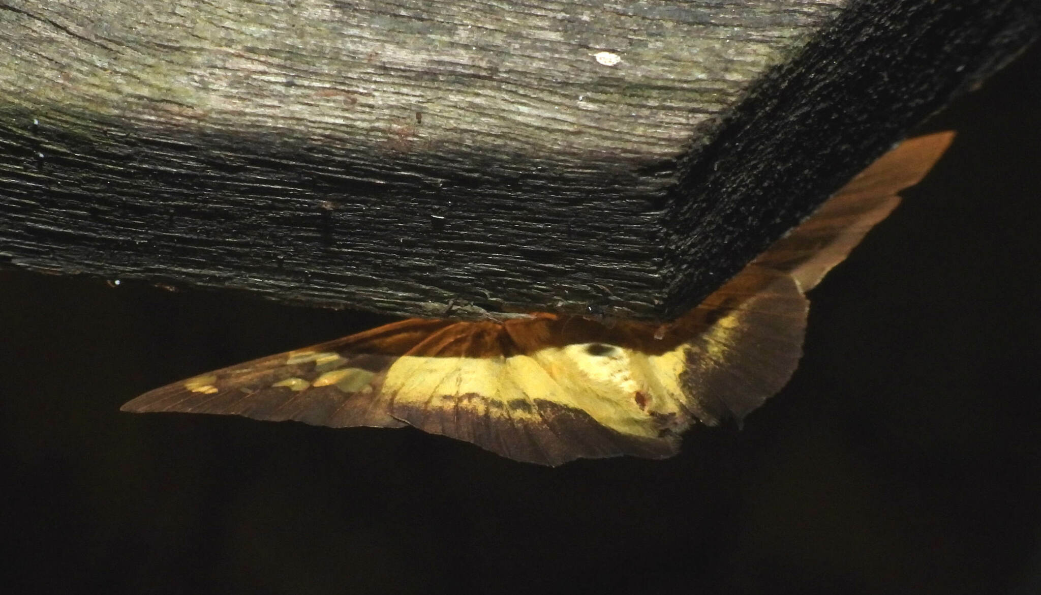 Nascus solon (Plötz, 1882)