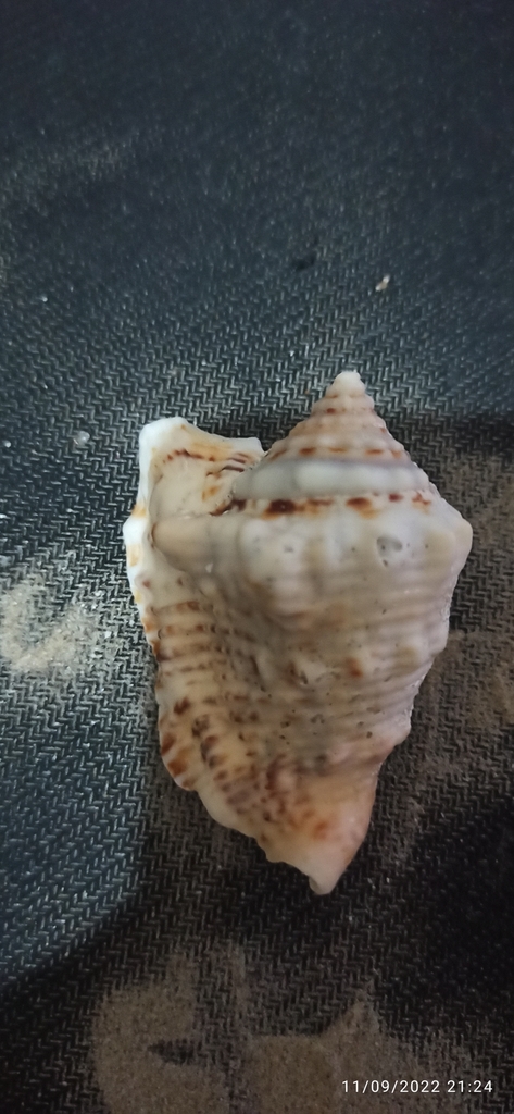 Hawkwing Conch from 89603 Tamps., México on September 11, 2022 at 09:24 ...