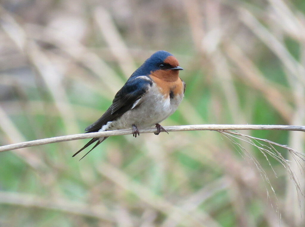 Eastern Welcome Swallow from Lincoln, New Zealand on September 12, 2022 ...