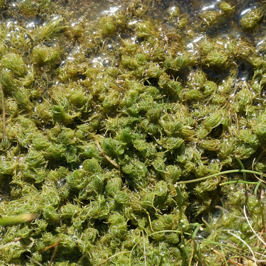 muskgrass from Cottonwood County, MN, USA on September 11, 2022 at 03: ...