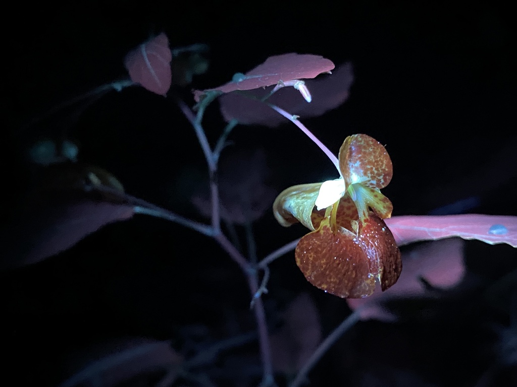 common jewelweed from Anderson Ave, Melbourne, KY, US on September 11 ...
