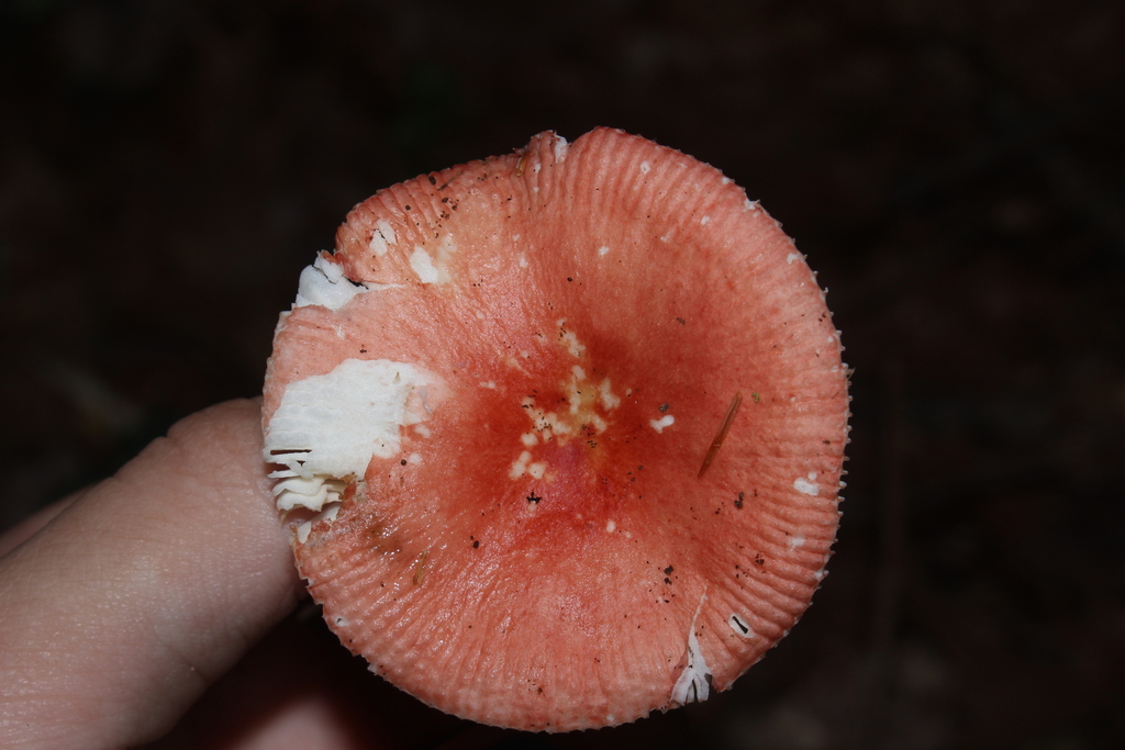 Russula praeumbonata from Crystal Pond, Southborough, MA on September ...