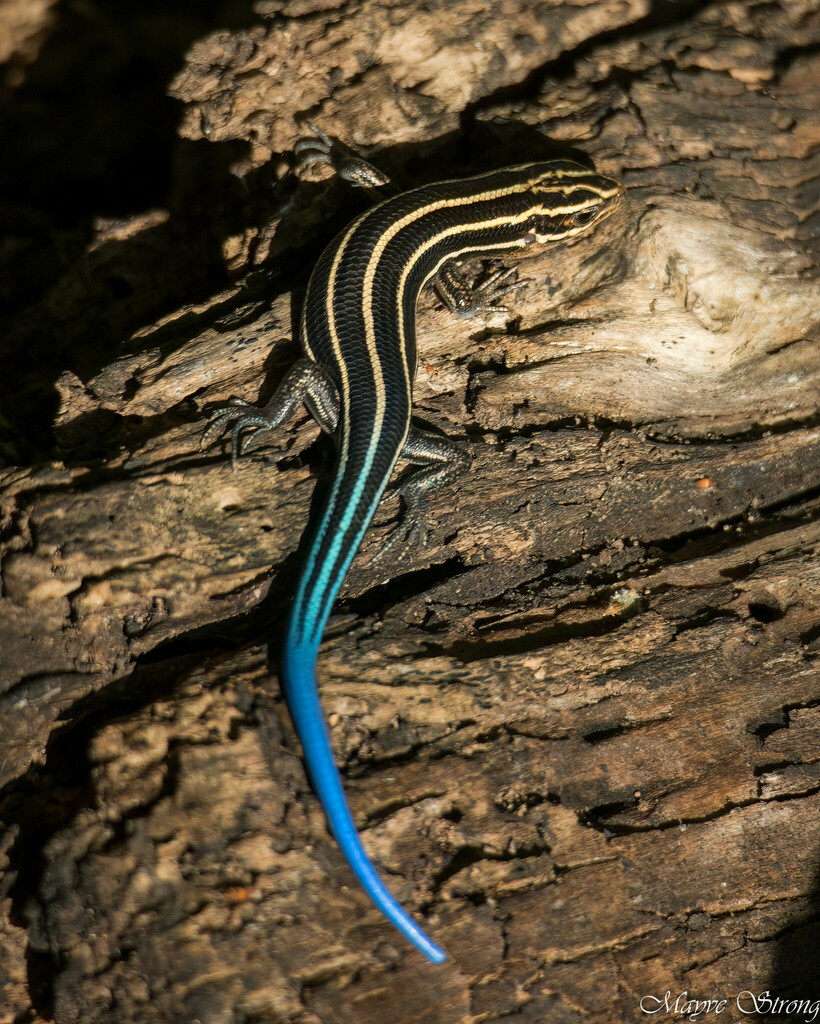 Common Five-lined Skink from Lewisville, TX, USA on September 11, 2022 ...