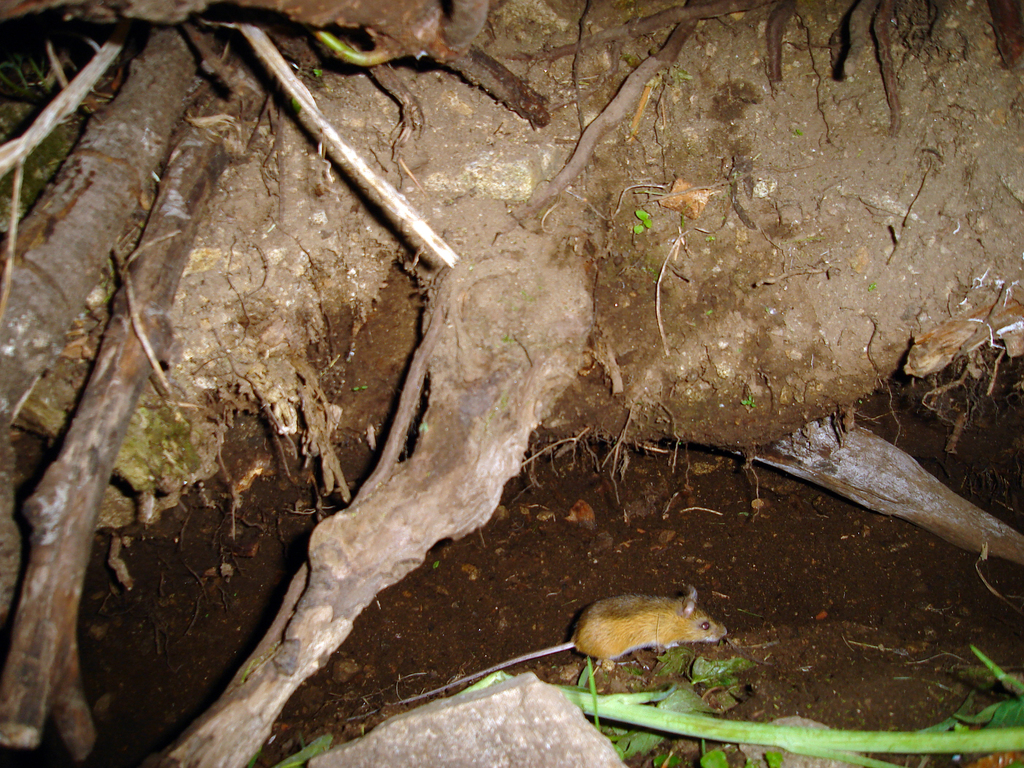 Western Jumping Mouse