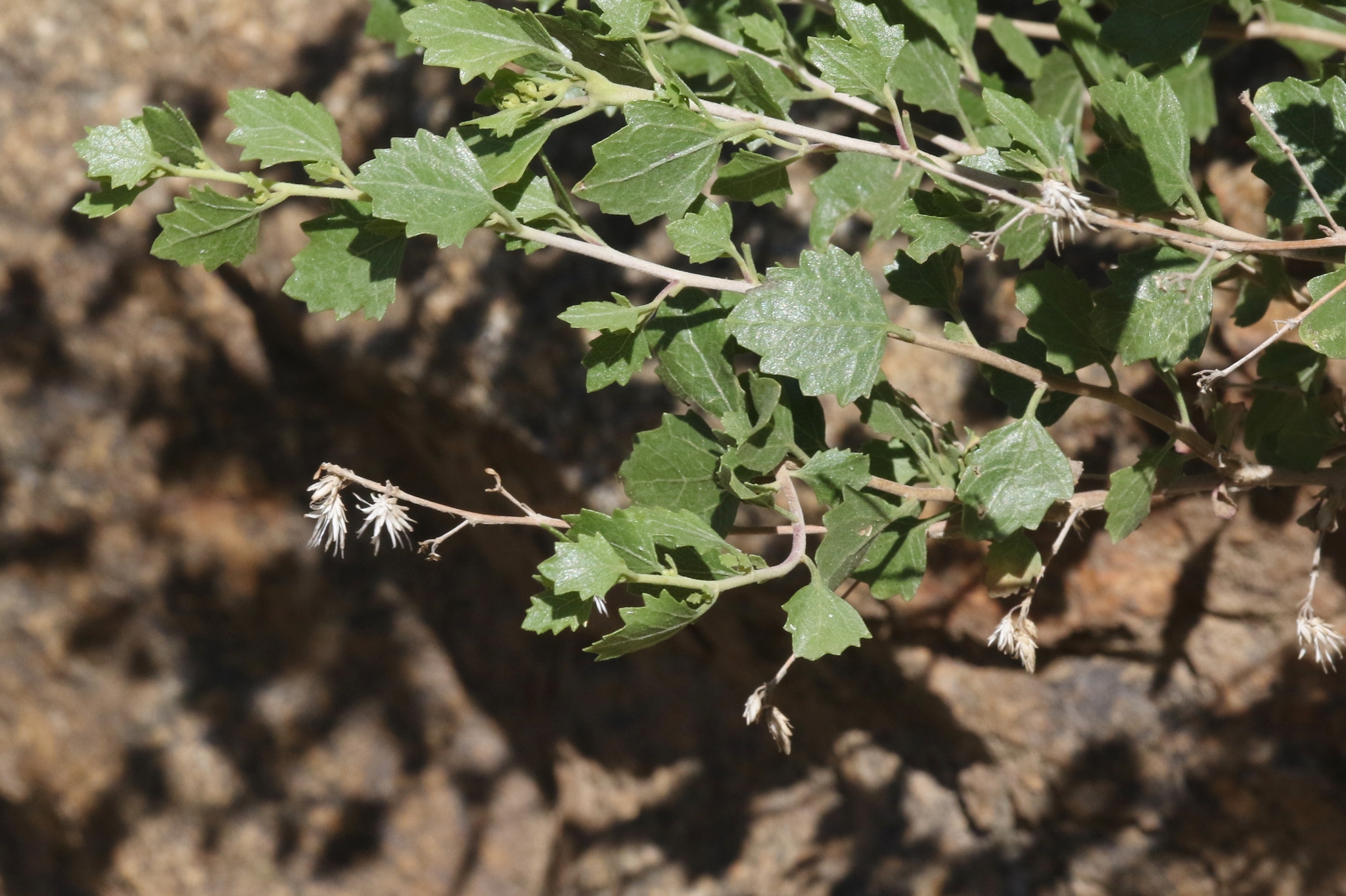 Brickellia baccharidea A.Gray