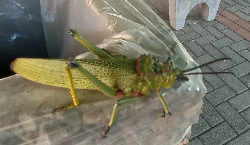 Green Milkweed Locust from Elandspoort 357-Jr, Pretoria, 0002, South ...