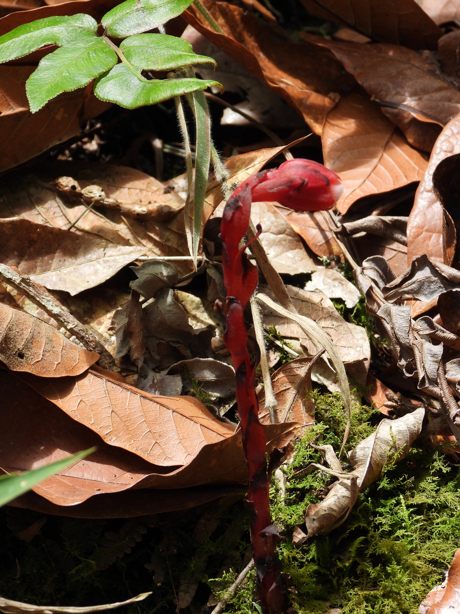 Monotropa coccinea Zucc.