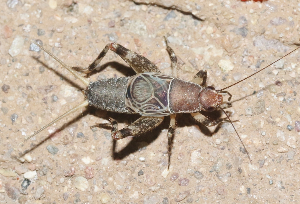 Western Brush Cricket from Santa Cruz County, AZ, USA on September 4 ...
