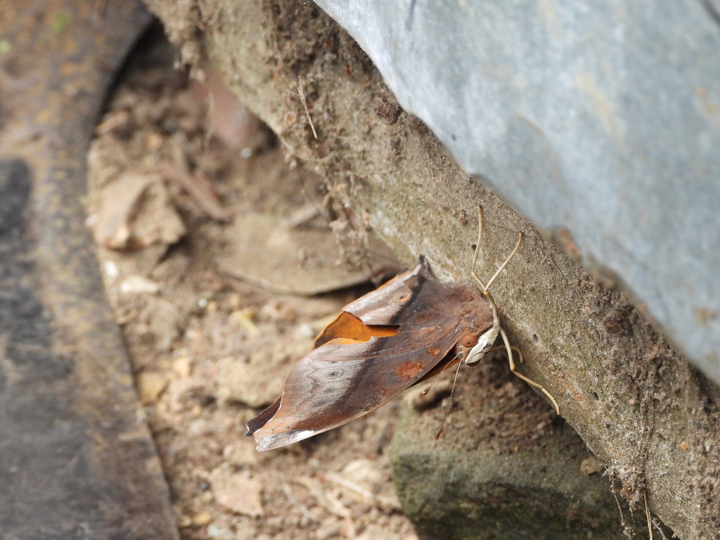 Autumn Leaf from North Sikkim, Sikkim, India on September 07, 2022 at ...