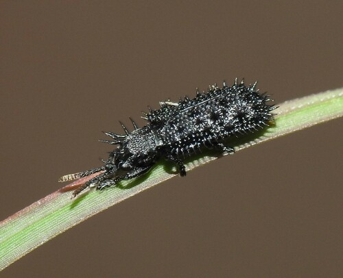 Hispellinus multispinosus · iNaturalist Mexico