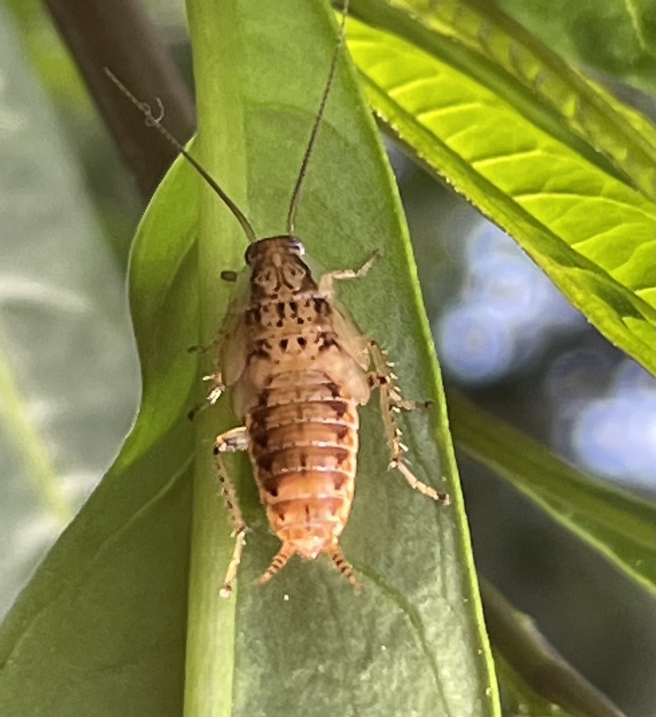 Wood Cockroaches from Boundary Tk E, Frankston South, VIC, AU on ...
