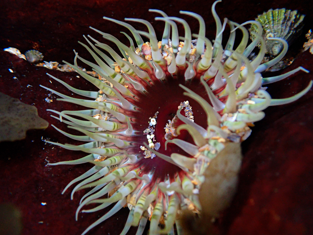 Speckled rock anemone (Marine invertebrates of Randwick costal area ...