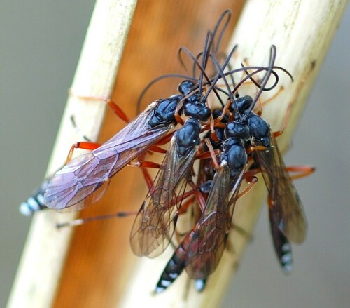 Thrybius brevispina · iNaturalist