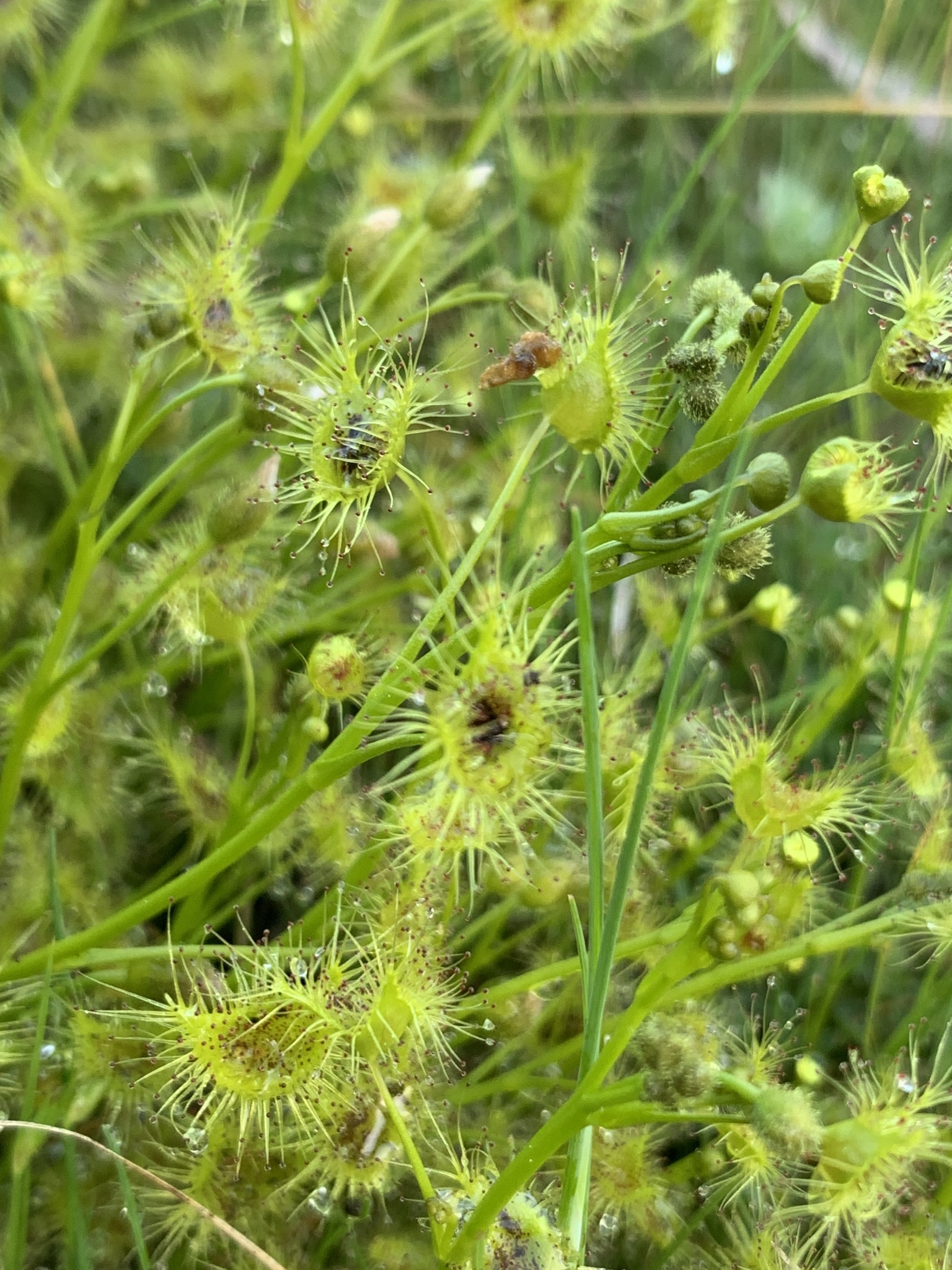 Drosera hookeri R.P.Gibson, B.J.Conn & Conran