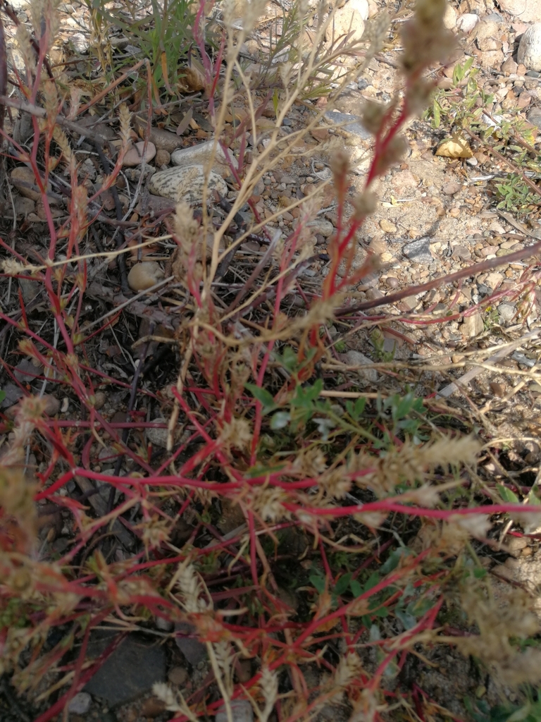 Corispermum sibiricum from Иркутская обл., Россия, 665453 on September ...