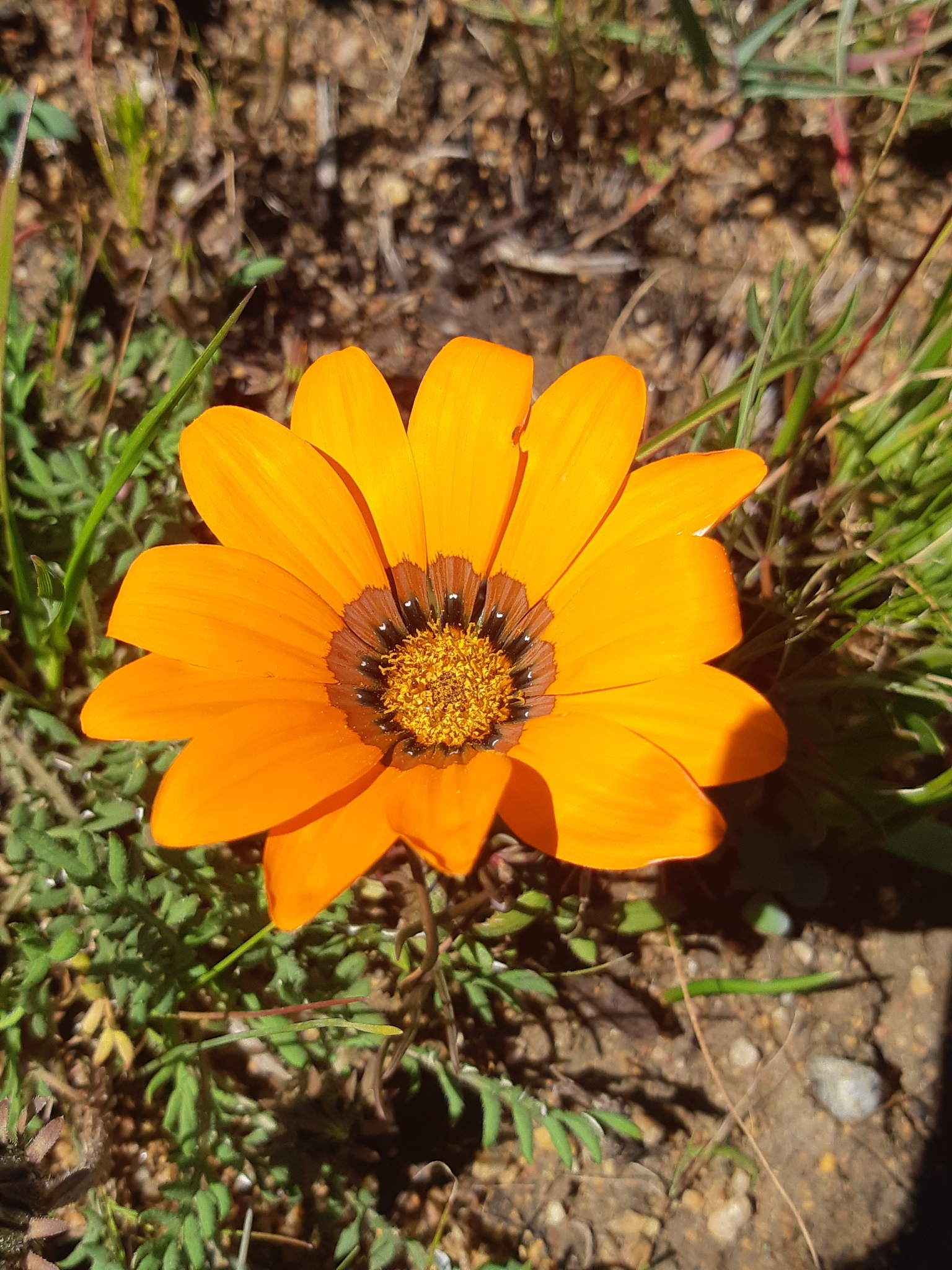 Gazania pectinata (Thunb.) Hartw.