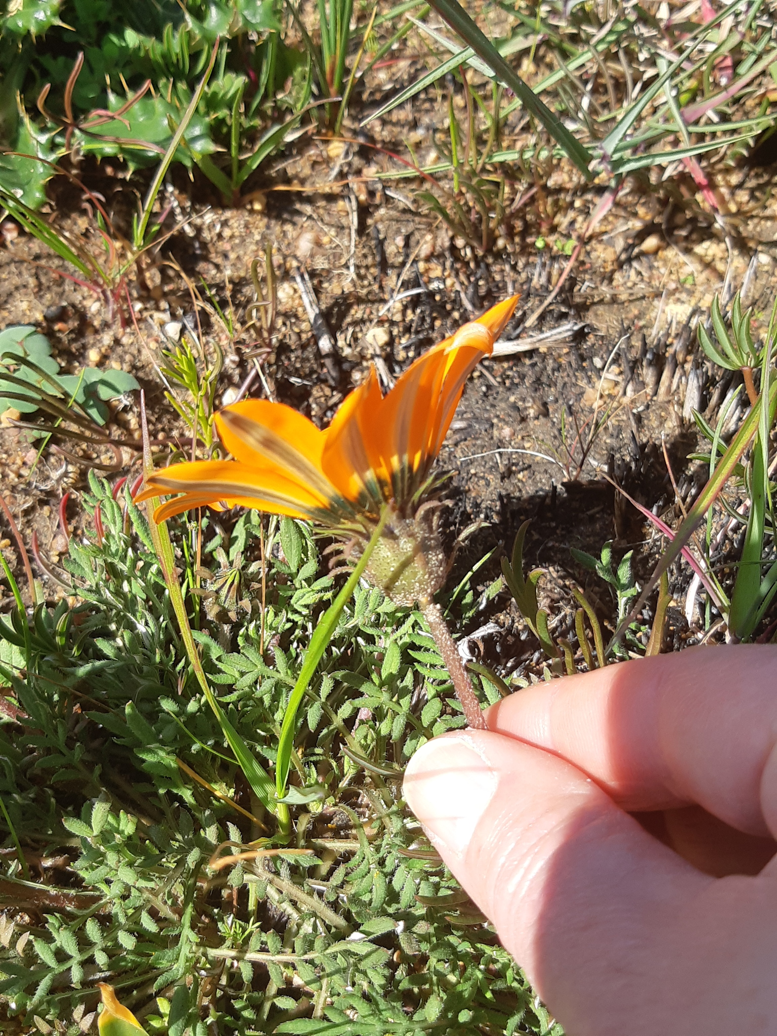 Gazania pectinata (Thunb.) Hartw.