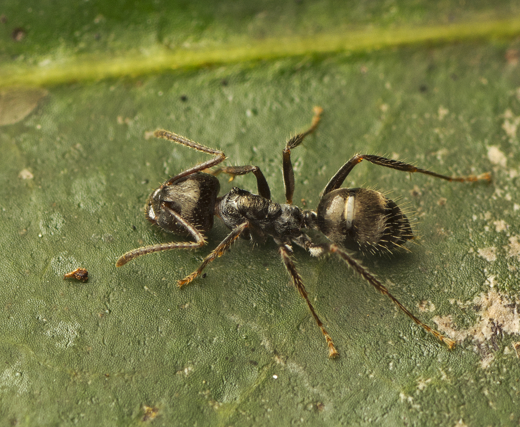 Notoncus capitatus from Ogg Rd, Murrumba Downs QLD 4503, Australia on ...