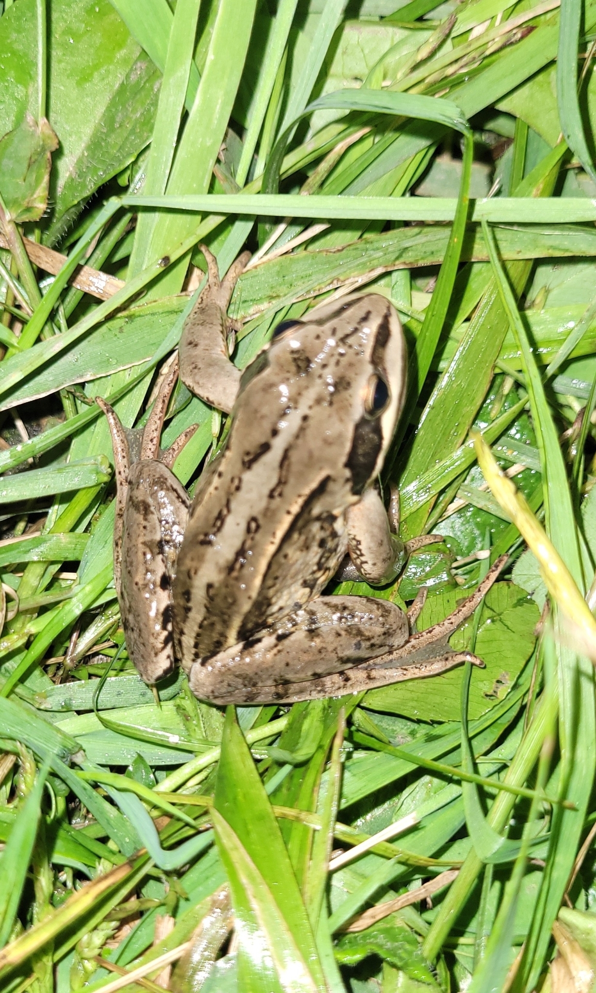 Rana amurensis Boulenger, 1886