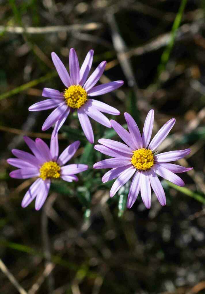 Athrixia arachnoidea from Mkhomazi Wilderness area, South Africa on ...